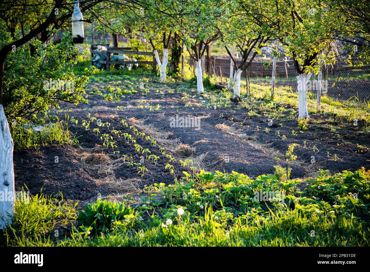 beautiful green vegetable garden in early spring Stock Photo - Alamy
