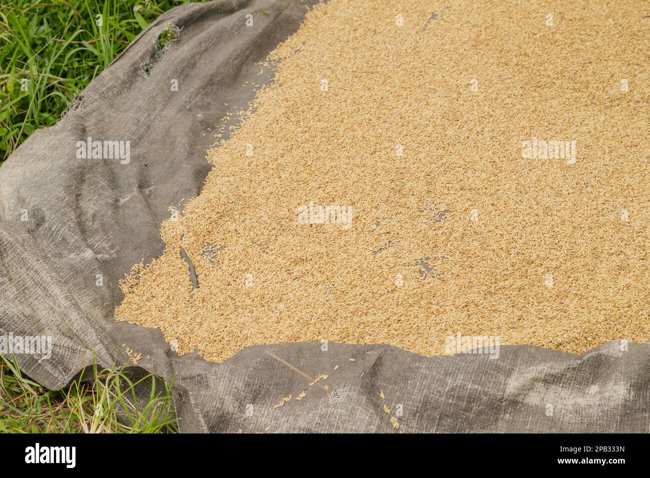 ripe rice grains, Ubud, Bali, Indonesia. Travel, tropical, agriculture ...