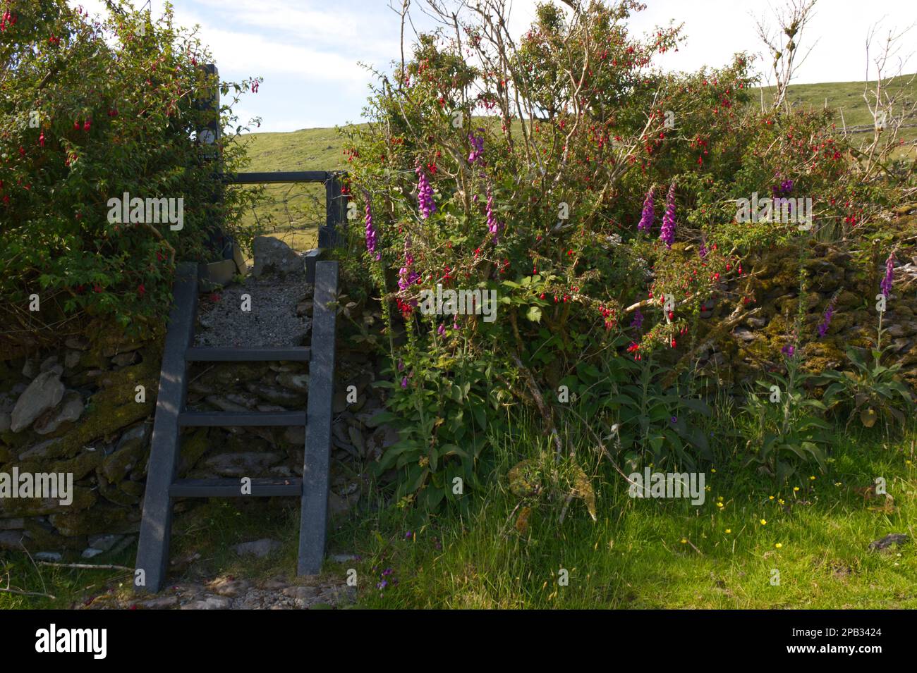 Ladder stile on Pilgrims Way or Pilgrim's path EIRE Stock Photo - Alamy