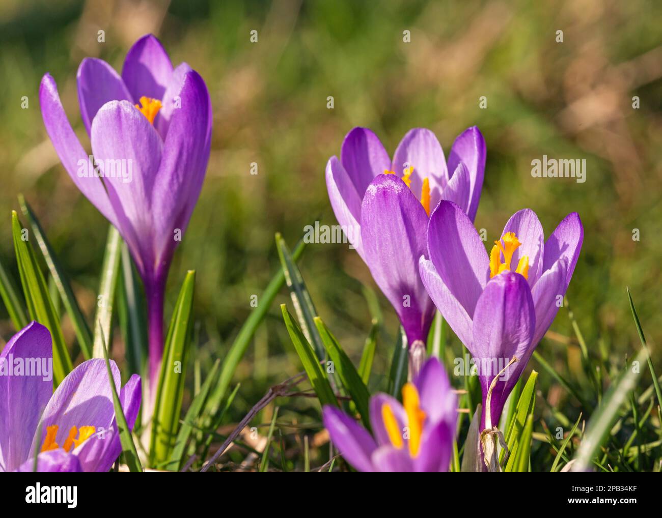 Crocus flowers in spring, Inkpen Crocus Field, Berkshire, England, UK ...