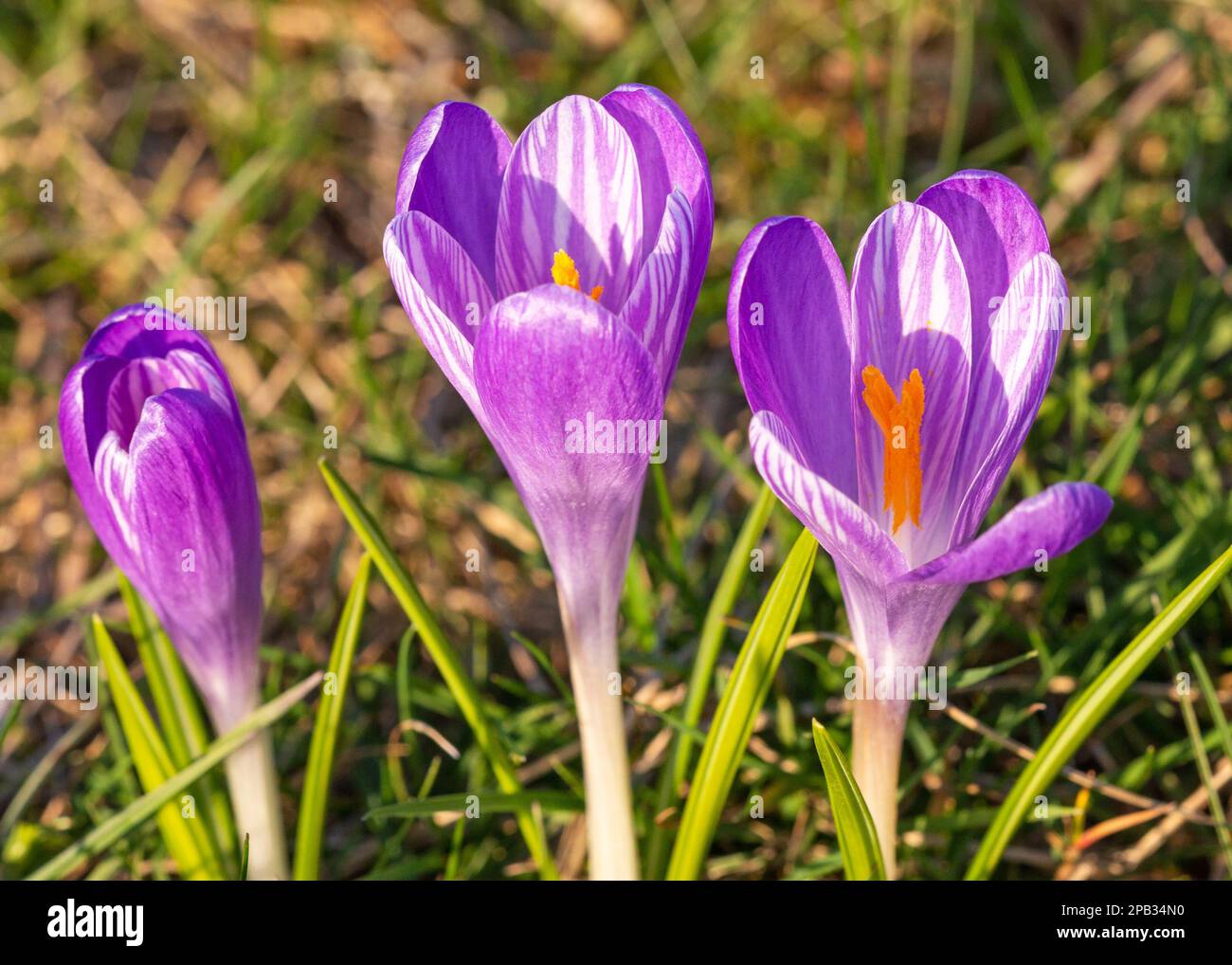 Crocus flowers in spring, Inkpen Crocus Field, Berkshire, UK Stock ...