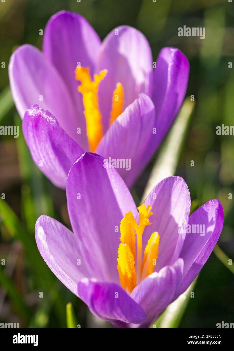 Crocus flowers in spring showing orange stigma and stamen, close up, UK ...