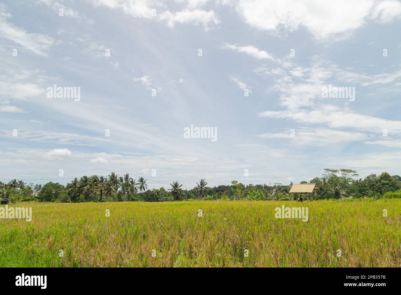 Rice fields in countryside, Ubud, Bali, Indonesia, green grass, large ...