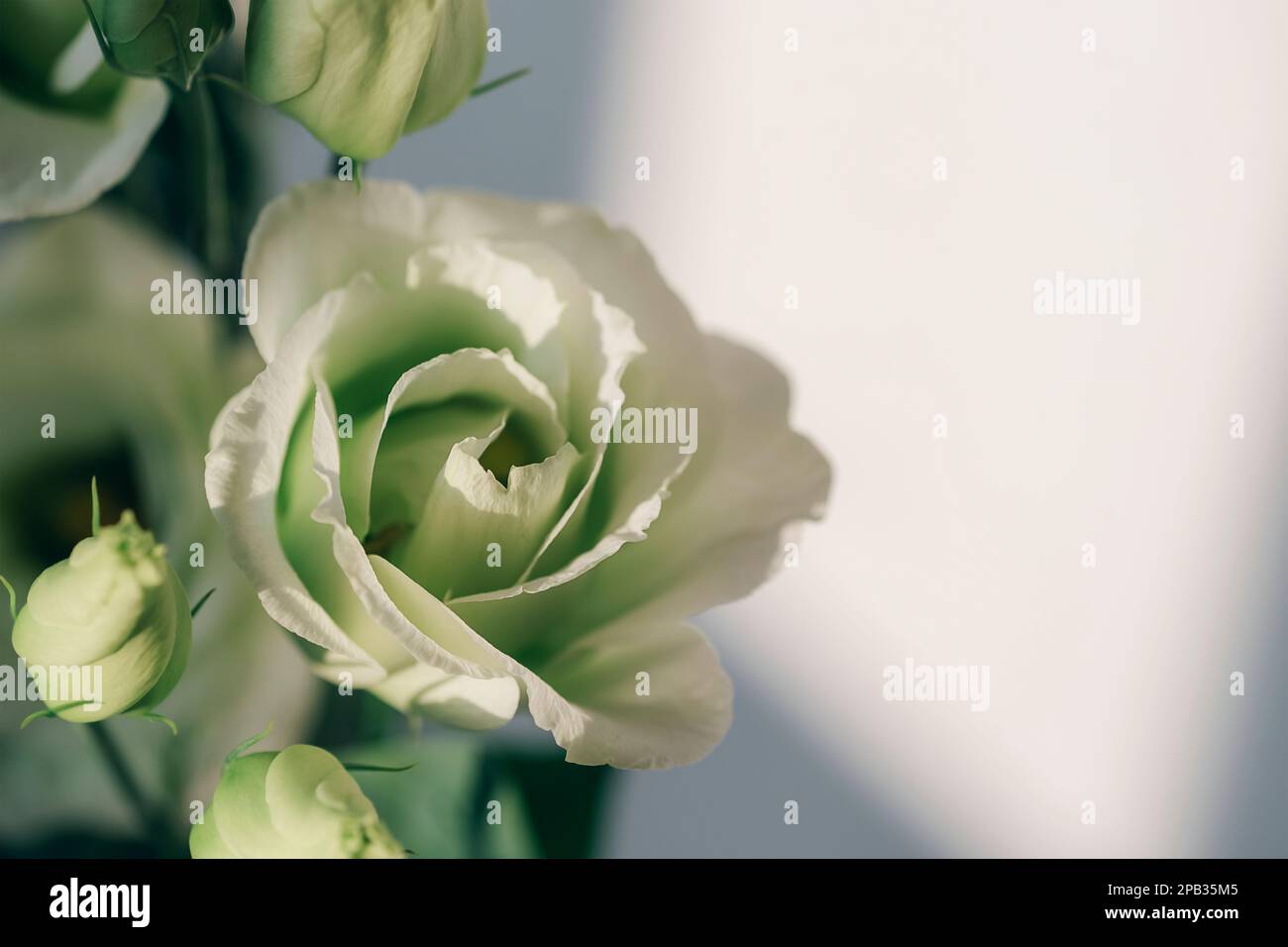 Eustoma grandiflorum hi-res stock photography and images - Alamy