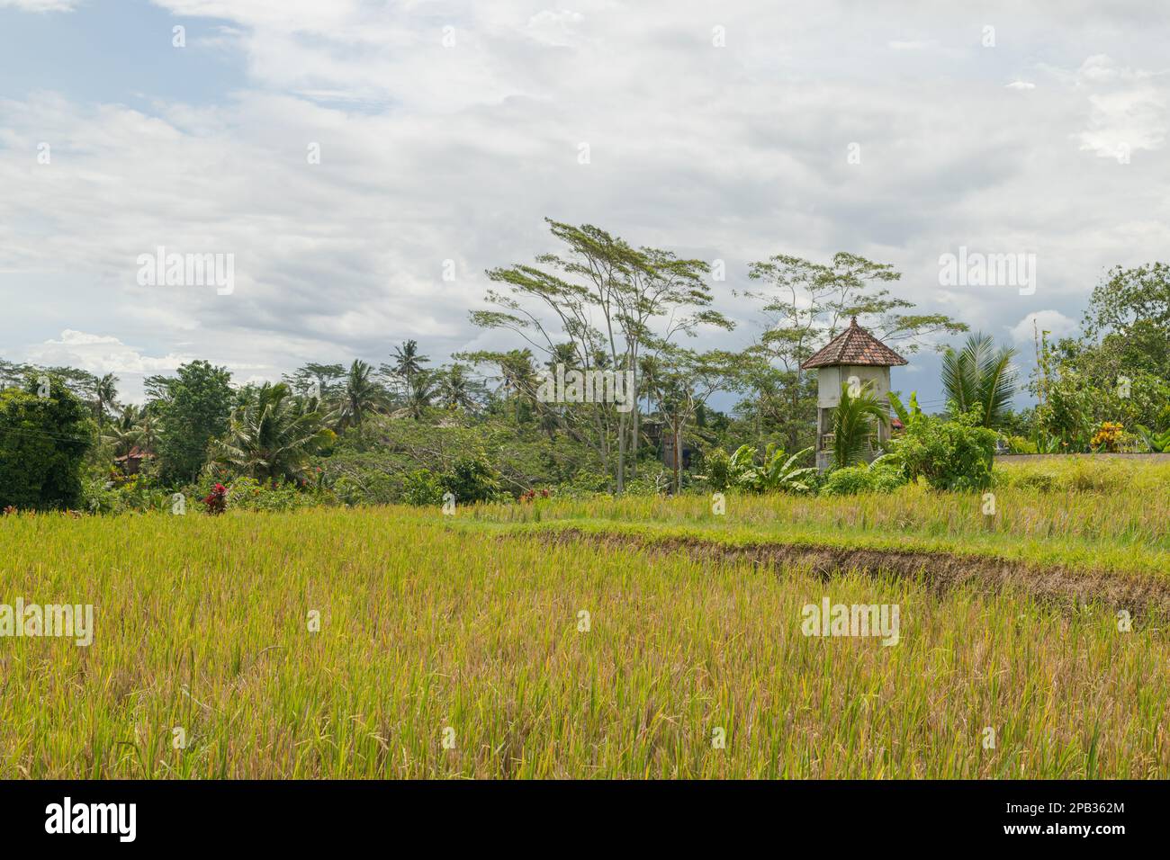 Rice fields in countryside, Ubud, Bali, Indonesia, green grass, large ...