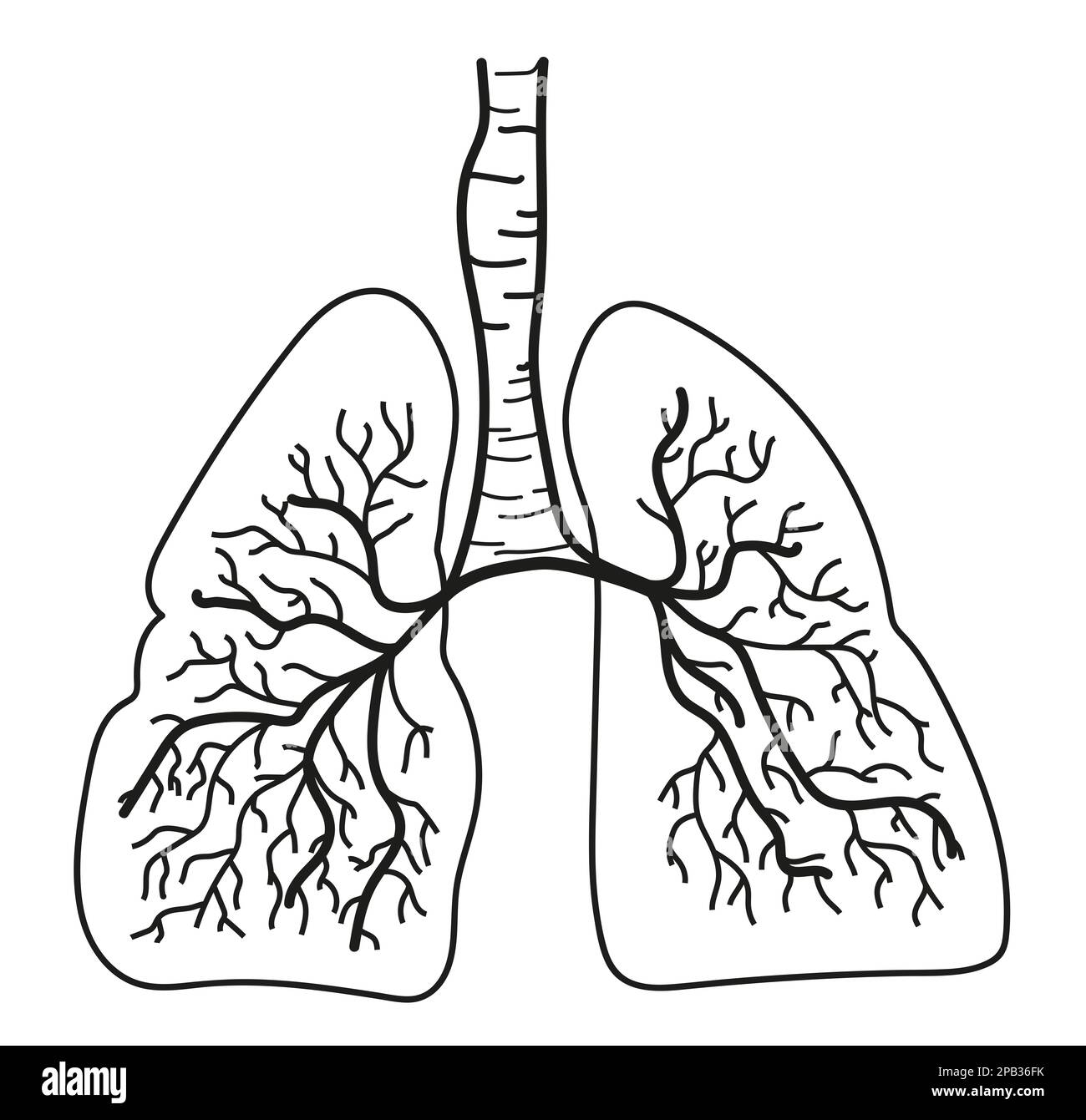Illustration of human lungs on white background Stock Photo - Alamy