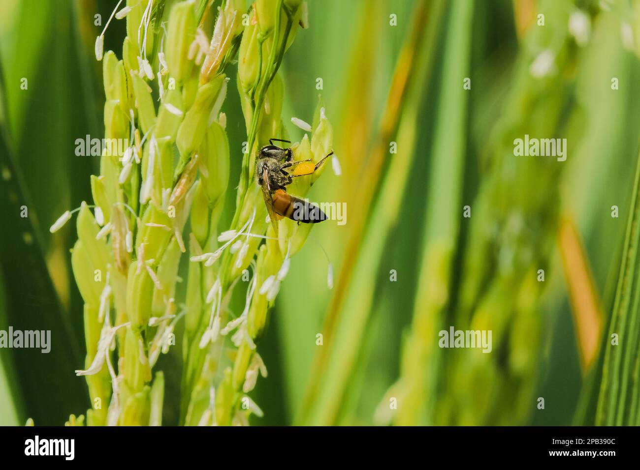 Rice flower on field hi-res stock photography and images - Alamy