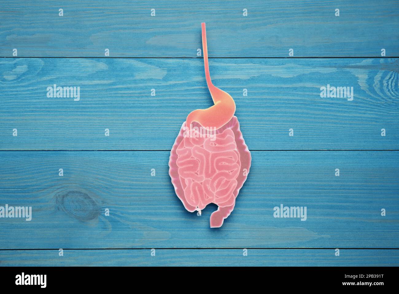 Paper cutout of small intestine on turquoise wooden background, top ...