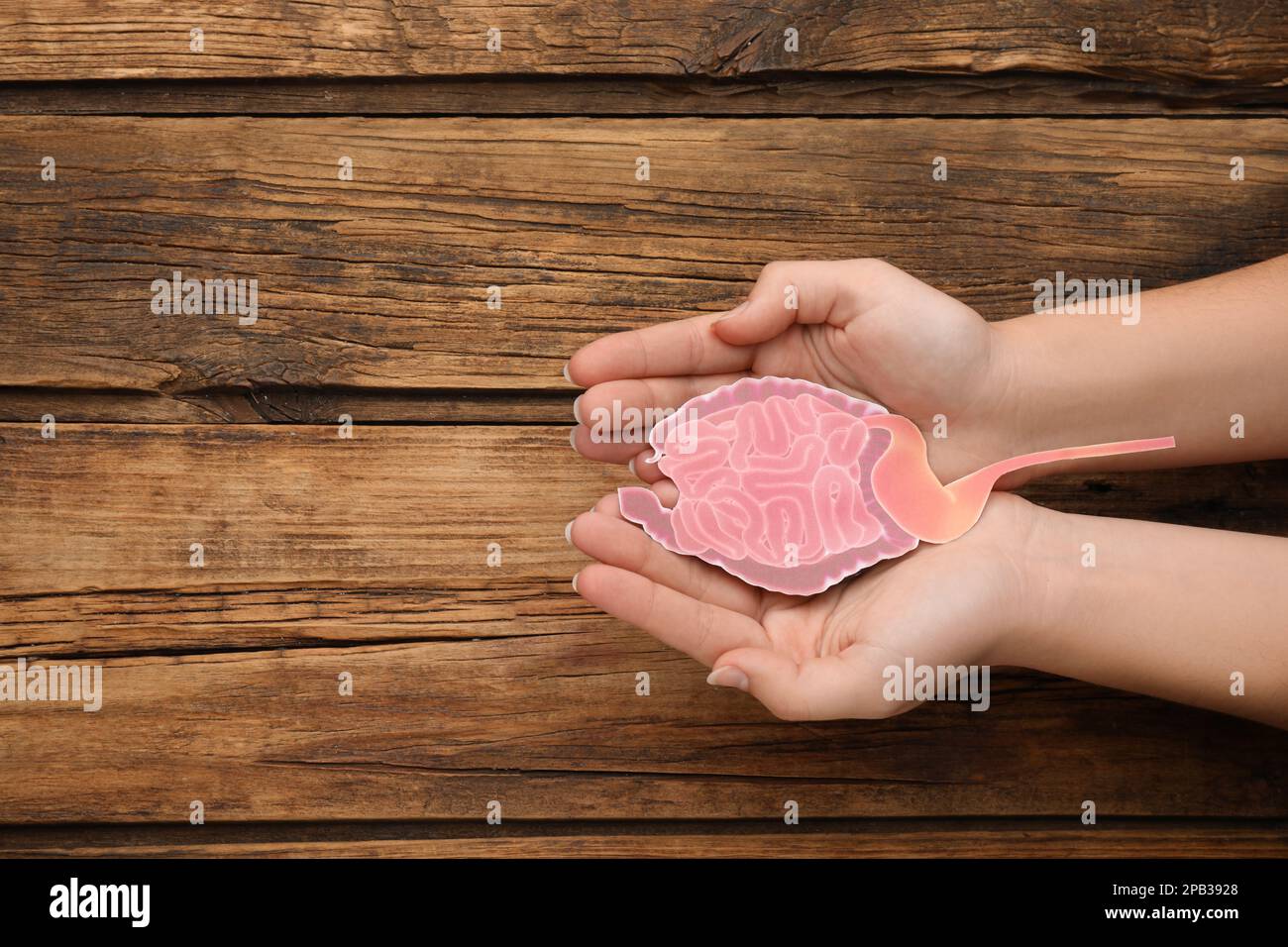 Woman holding paper intestine cutout at wooden table, top view. Space ...