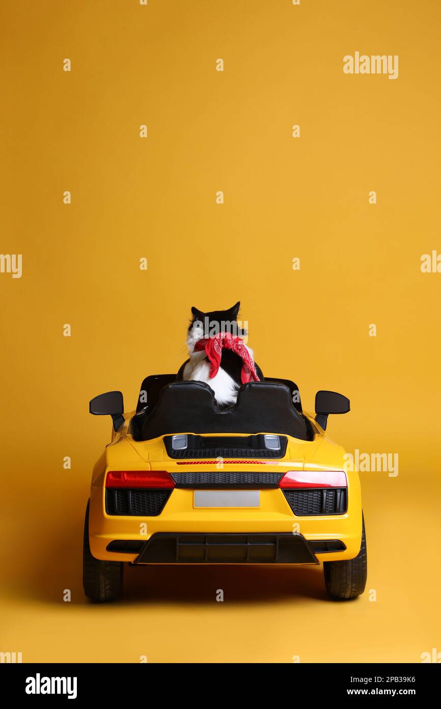 Adorable cat in toy car on yellow background, back view Stock Photo - Alamy