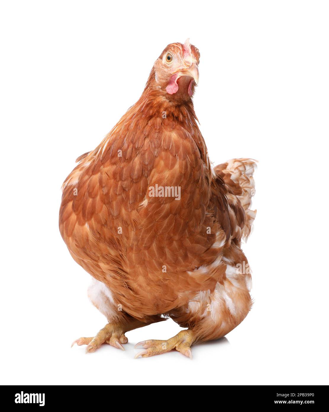 Beautiful chicken on white background. Domestic animal Stock Photo - Alamy