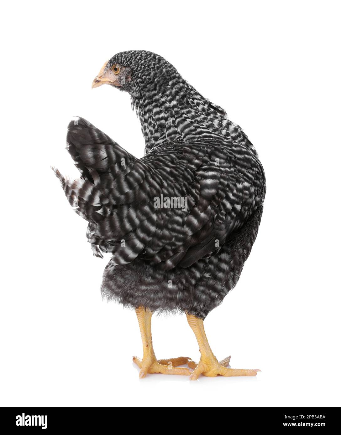 Beautiful chicken on white background. Domestic animal Stock Photo - Alamy