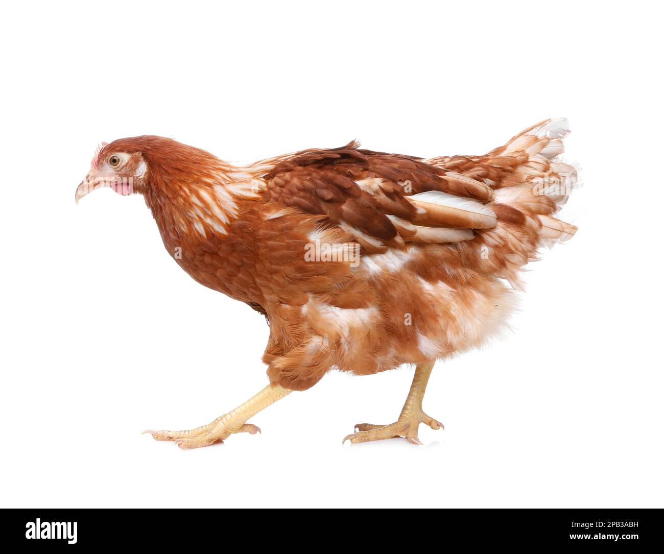 Beautiful chicken on white background. Domestic animal Stock Photo - Alamy