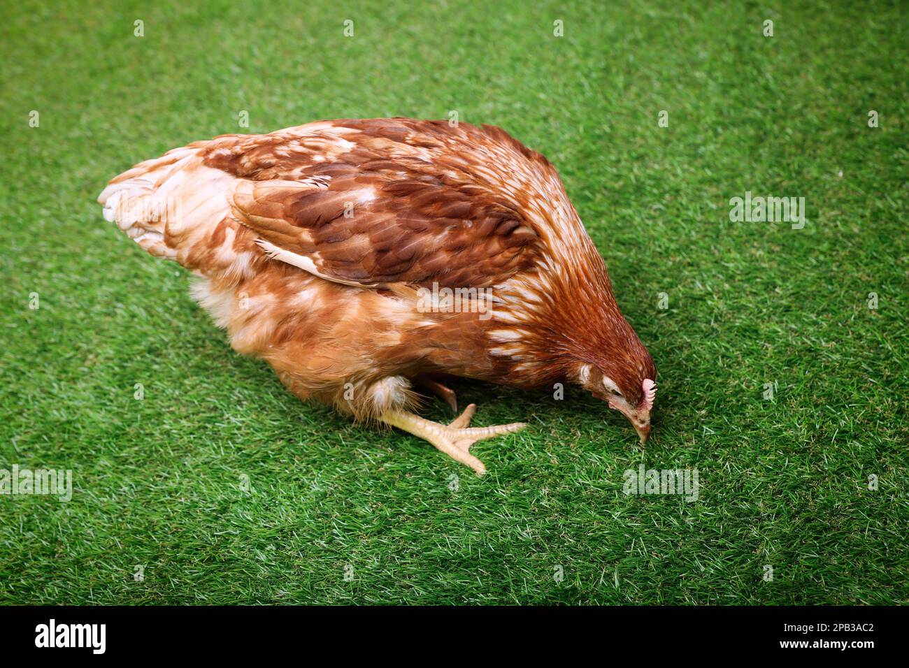 Beautiful chicken on green grass. Domestic animal Stock Photo - Alamy