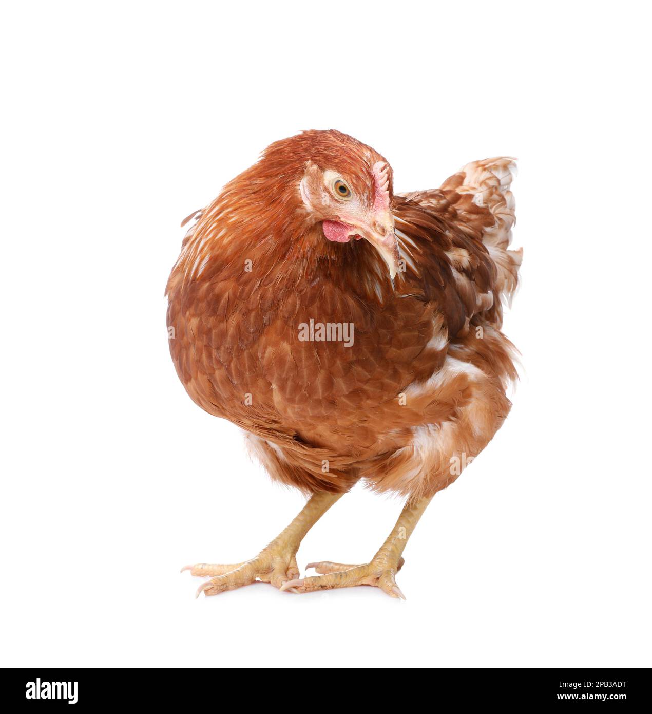 Live broiler chicken white background Cut Out Stock Images & Pictures ...