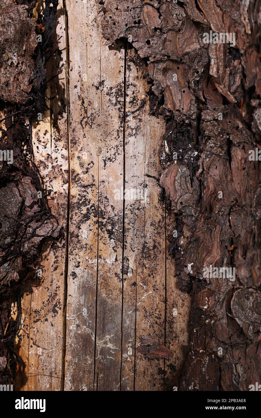 Texture of damaged tree bark as background, closeup view Stock Photo ...