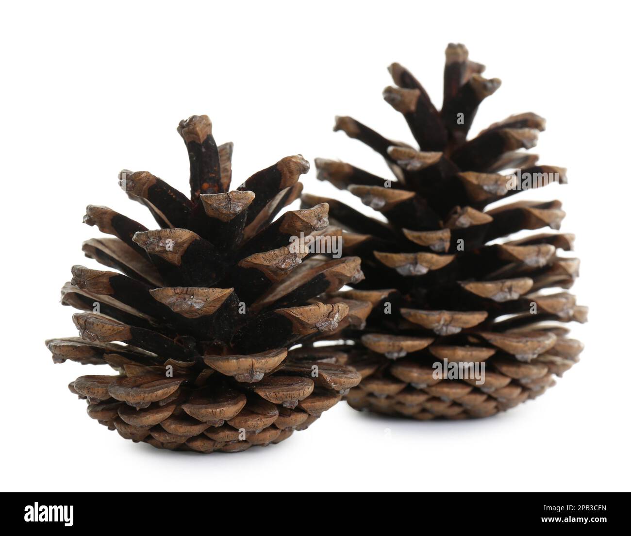 Two dry pine cones hi-res stock photography and images - Alamy