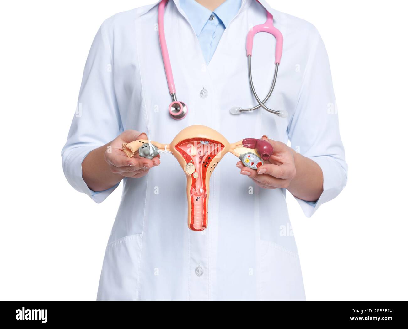 Doctor demonstrating model of female reproductive system on white ...