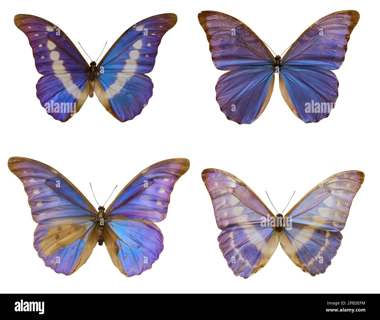 Set with beautiful exotic butterflies on white background Stock Photo ...