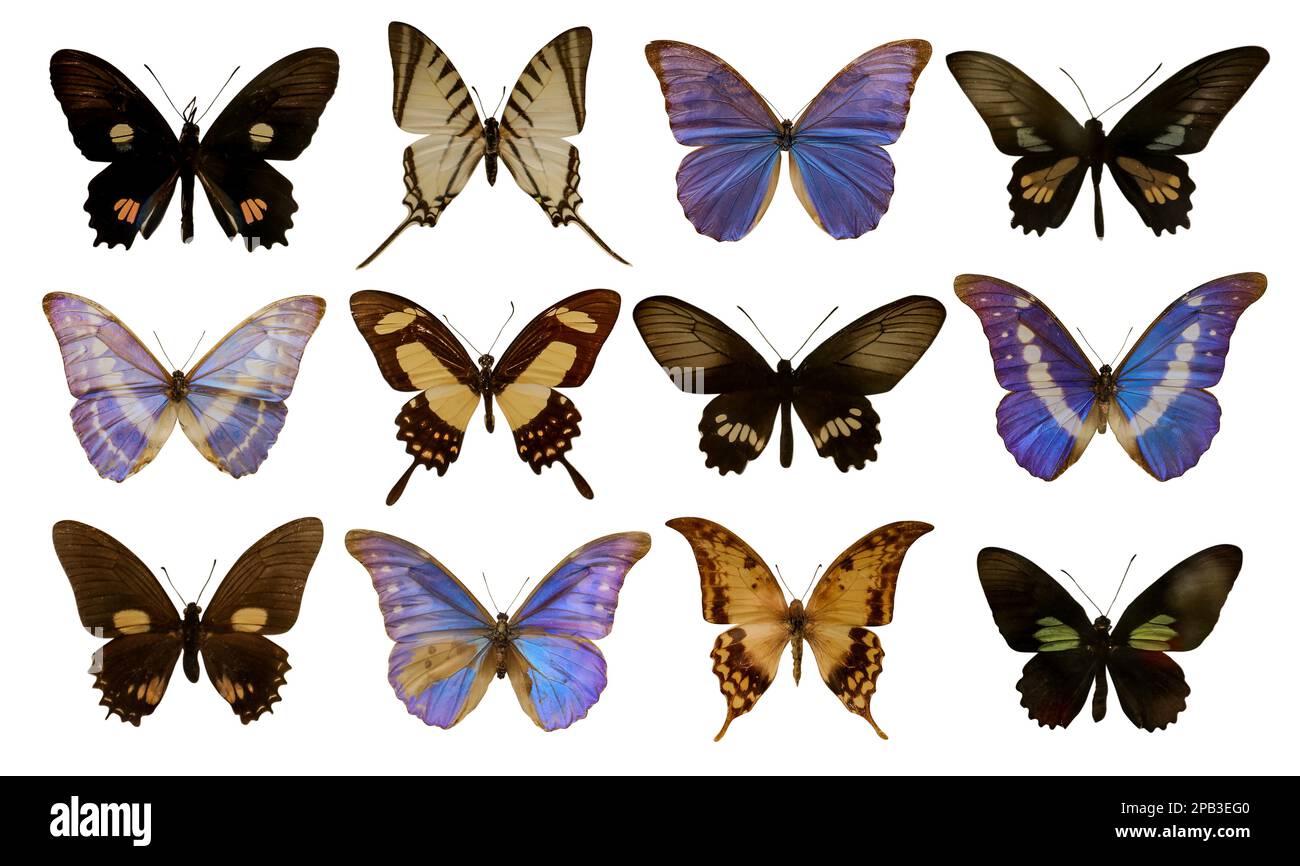 Set with beautiful exotic butterflies on white background Stock Photo ...