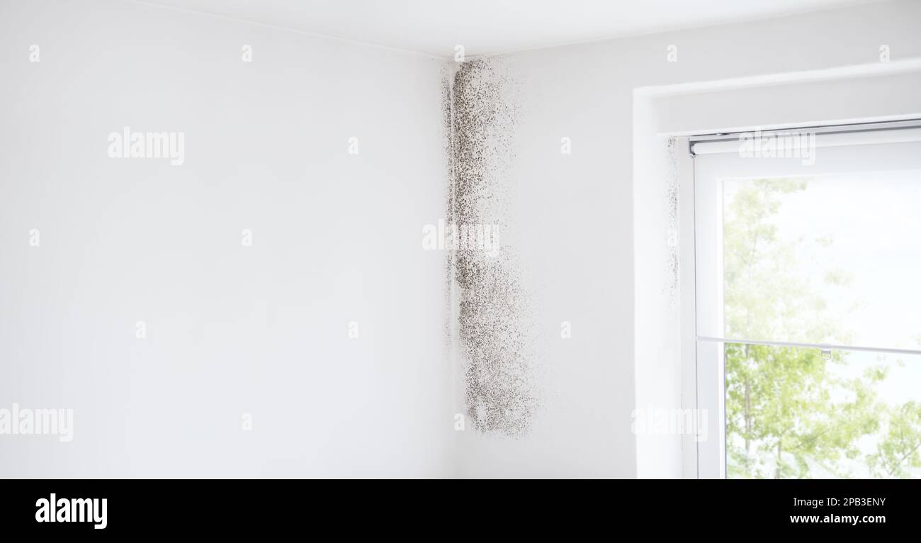 Wall and window with mold, banner with copy space, defeat mold and ...