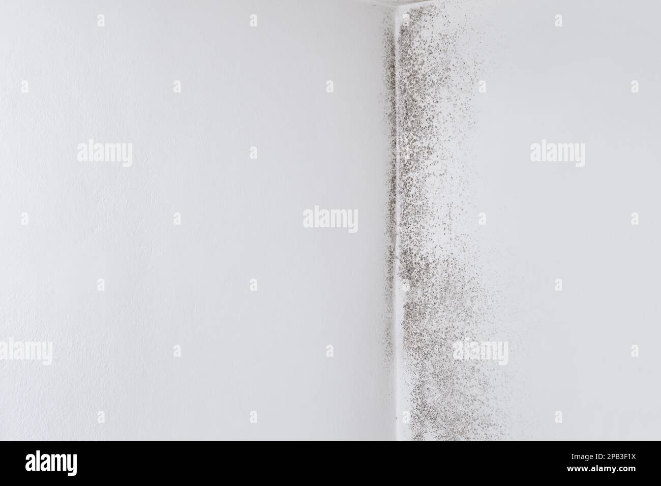 Wall with mold, banner background with copy space, defeat mold and ...