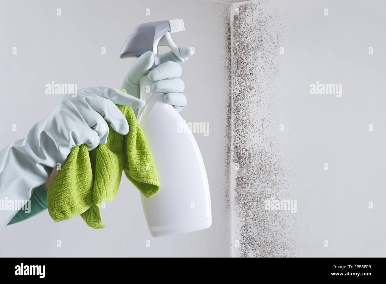 Hands with glove and spray bottle isolated on wall with mold. Eliminate ...