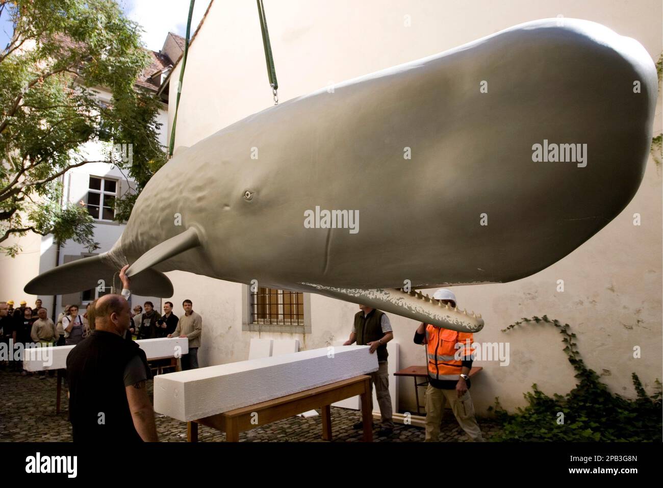 Ein 250kg schwerer Pottwahl wird am Mittwoch, 19. September 2007, mit ...
