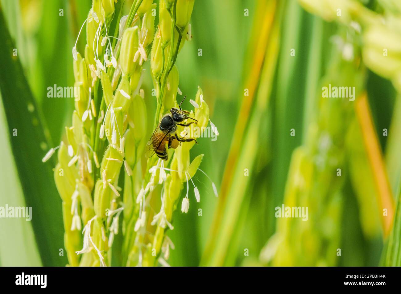 Bug on paddy plants hi-res stock photography and images - Alamy