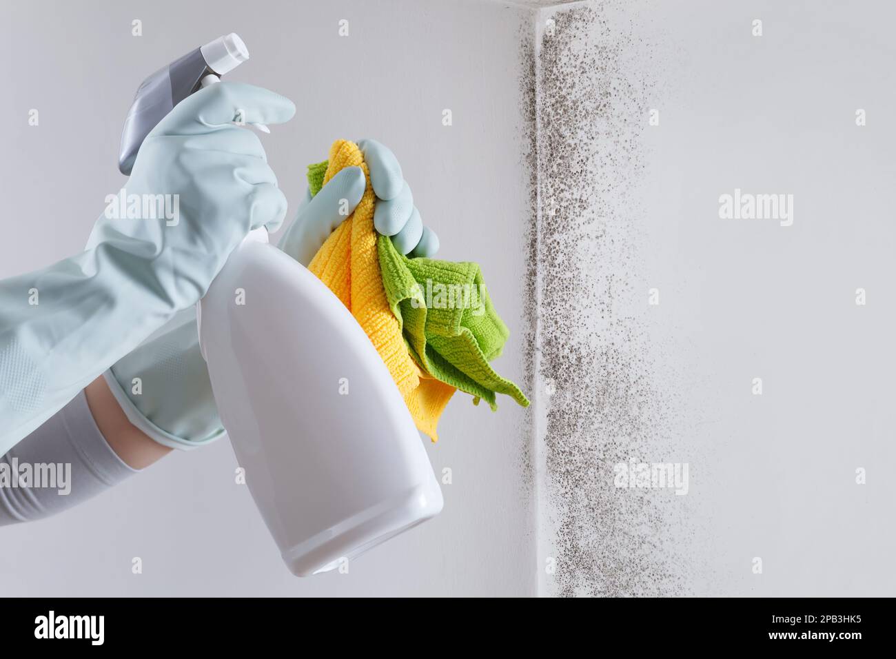 Hands with glove and spray bottle isolated on wall with mold. Eliminate ...