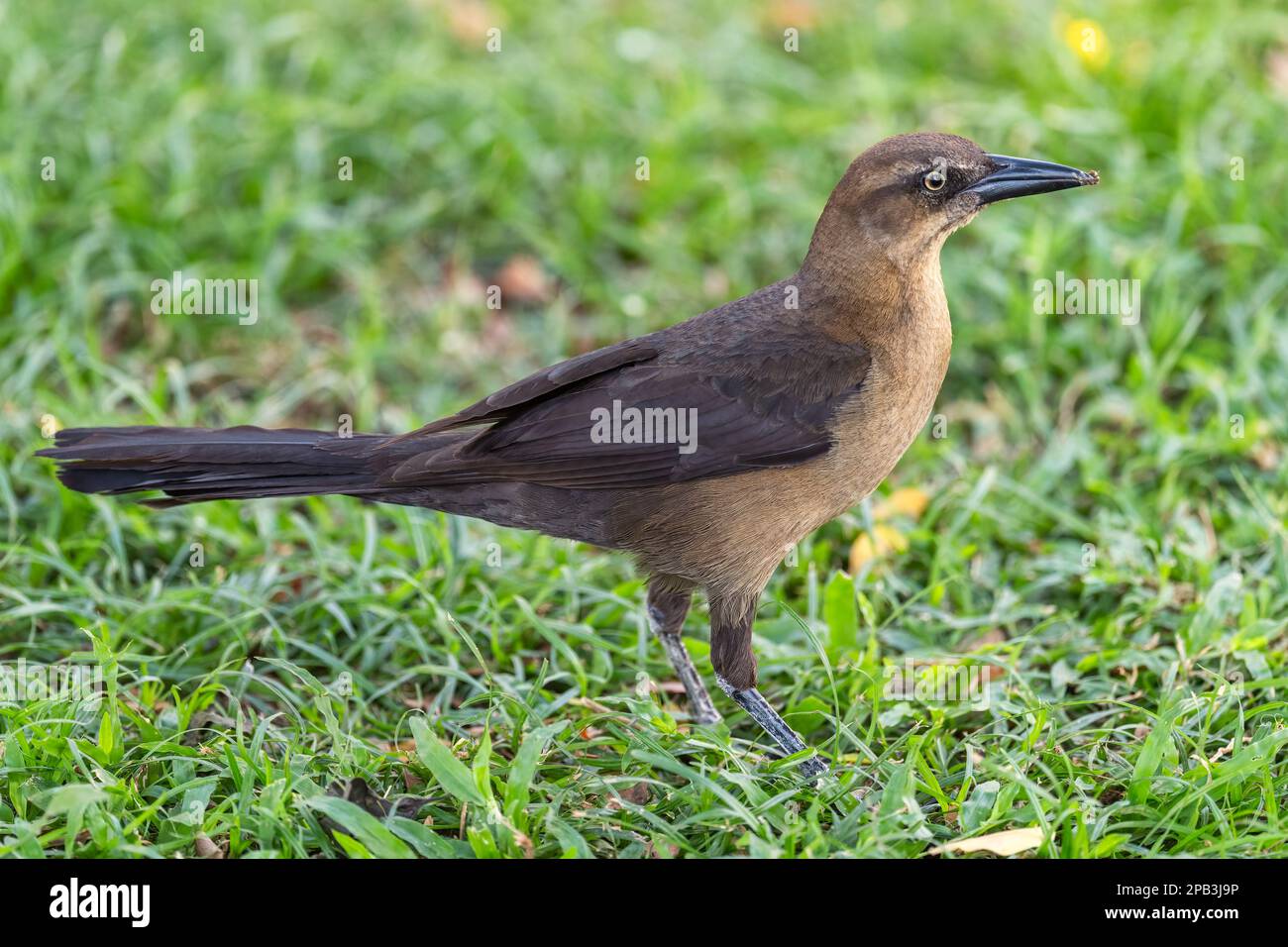 Great-tailed Grackle - Quiscalus mexicanus, large common bird from ...