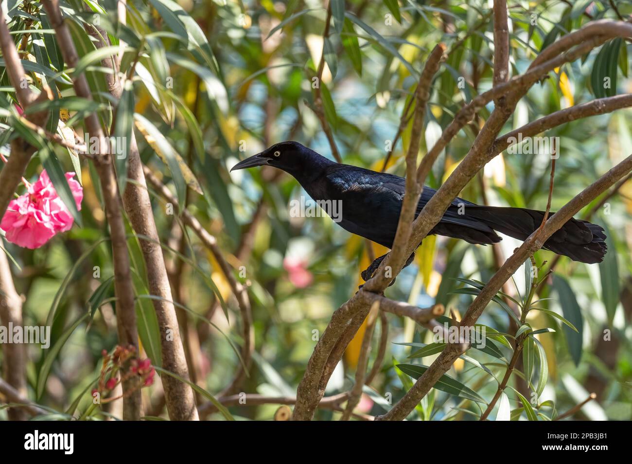 Mexican avifauna hi-res stock photography and images - Alamy