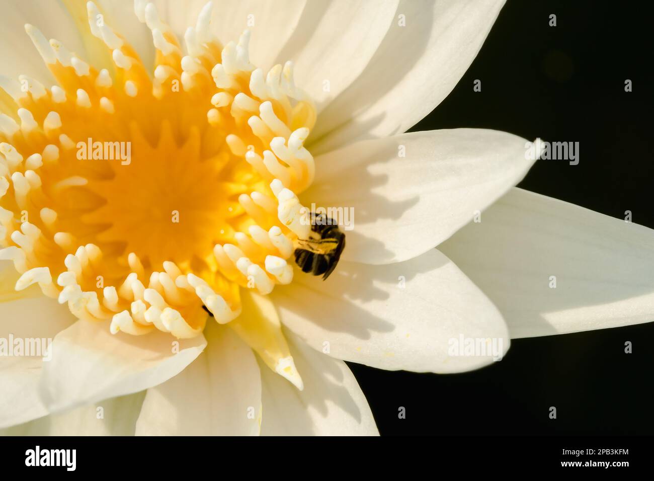 Bee on a white lotus, macro photography Bee on a white lotus Stock ...