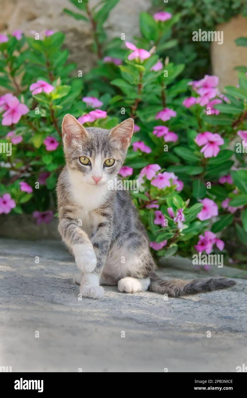 A curious blue-tabby-white kitten sitting in front of pink flowers in ...