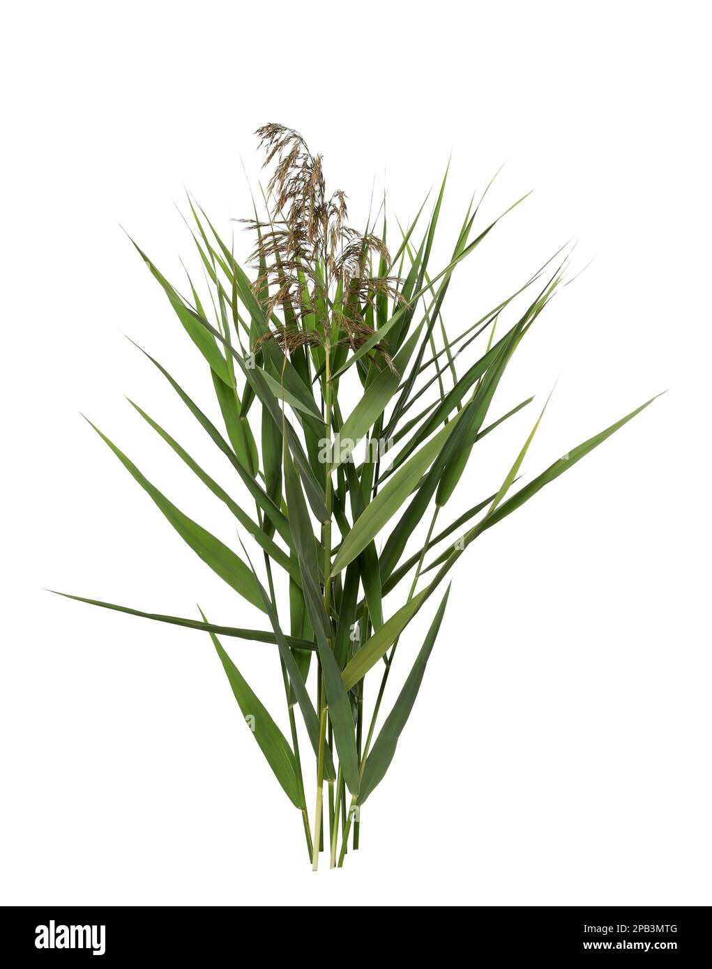 Beautiful reeds with lush green leaves and seed head on white ...