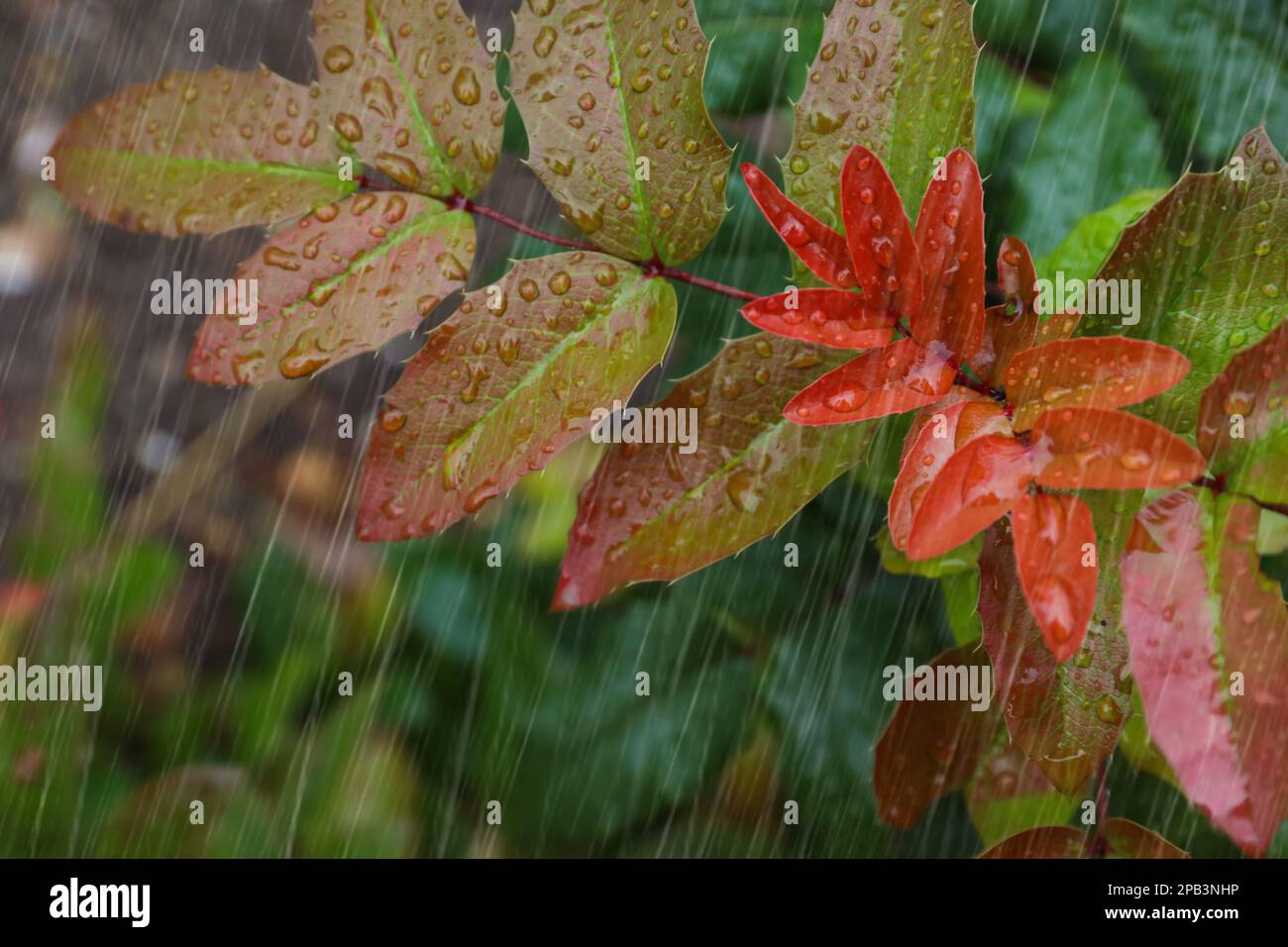 Autumn leaves during rain storm hi-res stock photography and images - Alamy