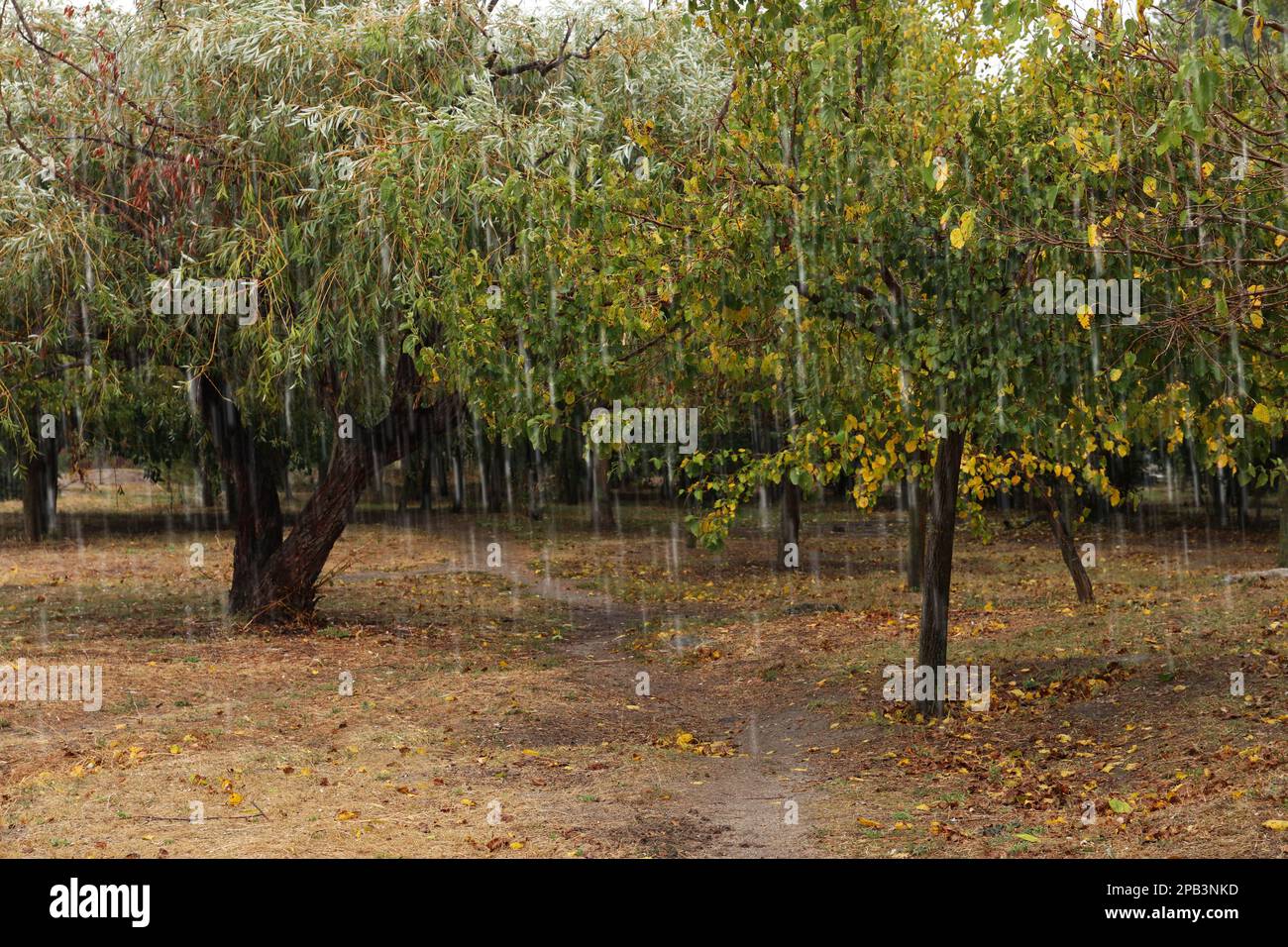 Water drops during rain fall hi-res stock photography and images - Alamy
