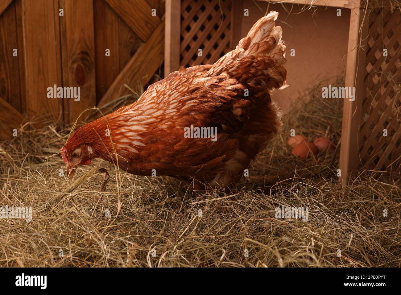 Beautiful chicken near nesting box with eggs in henhouse Stock Photo ...