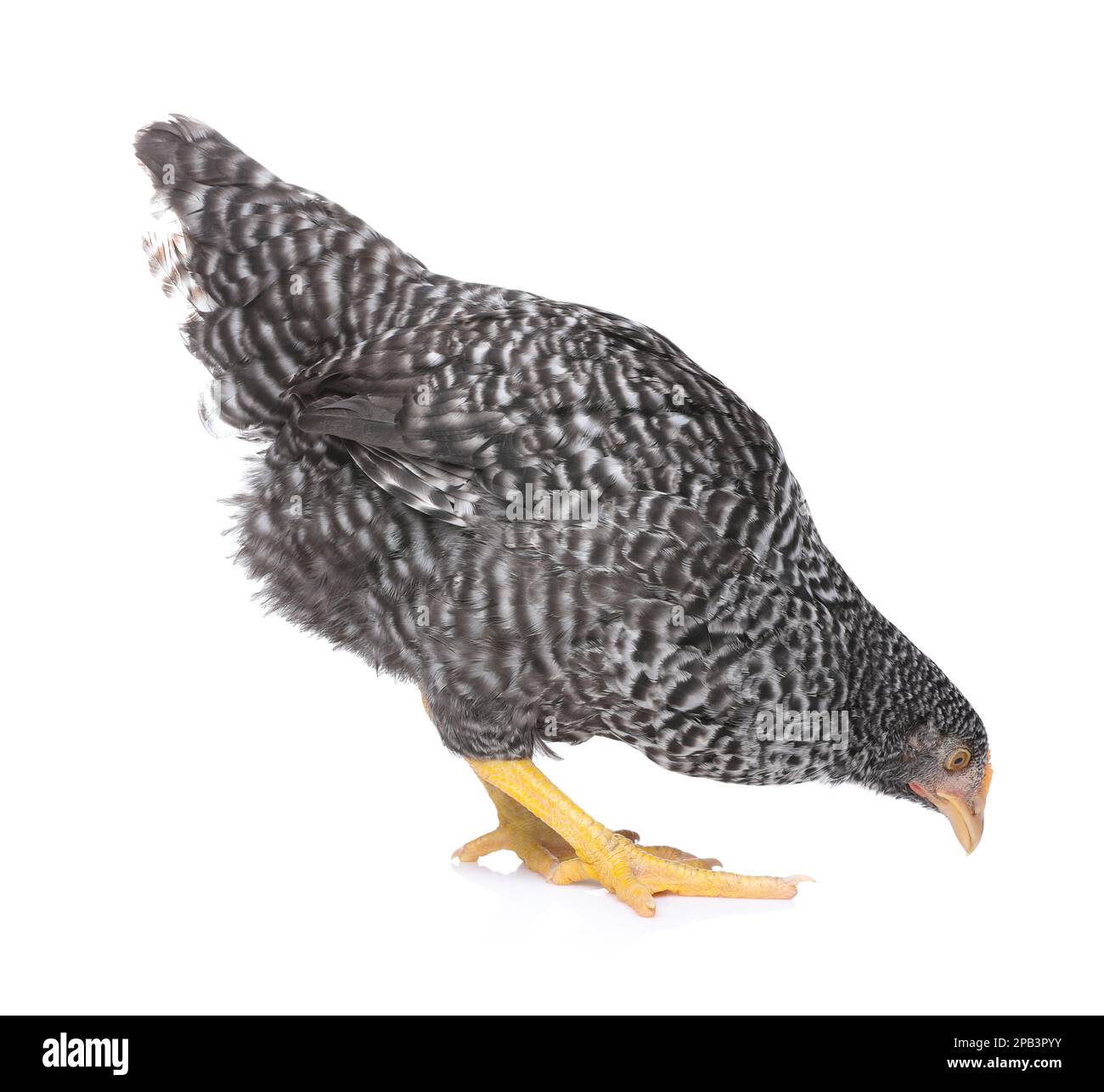 Beautiful chicken on white background. Domestic animal Stock Photo - Alamy