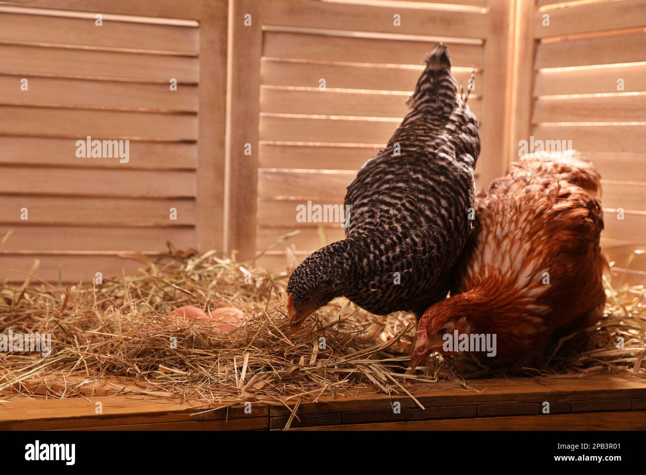 Two different beautiful chickens with eggs on hay in henhouse Stock ...
