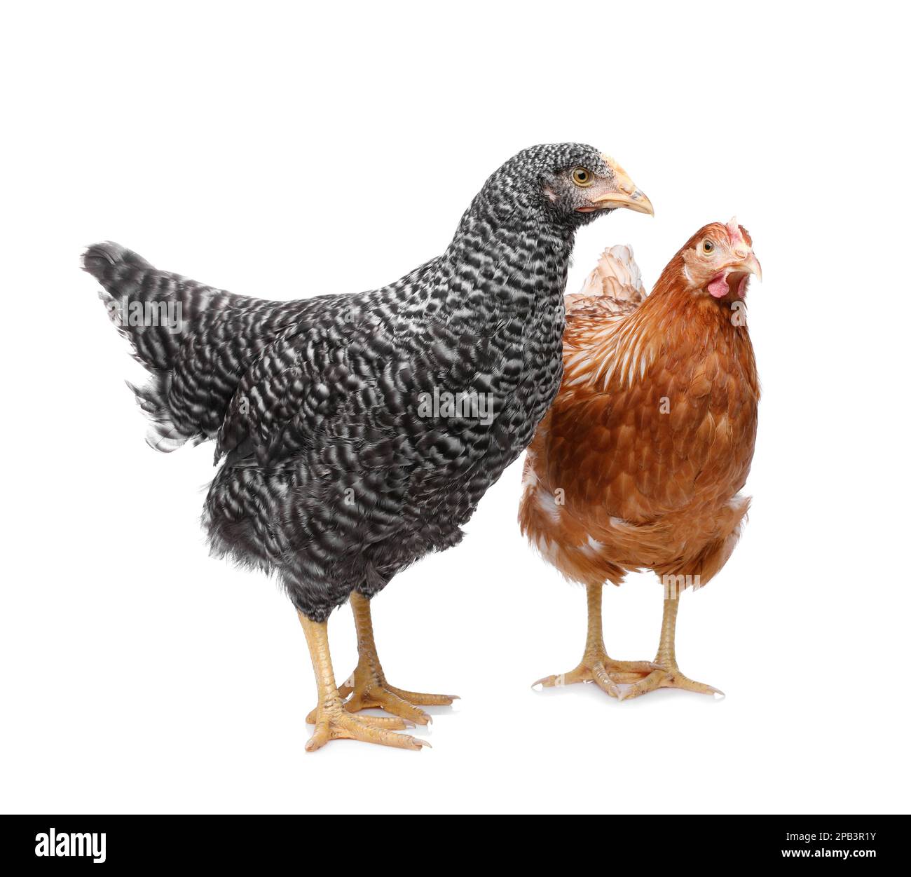 Two different beautiful chickens on white background. Domestic animals ...
