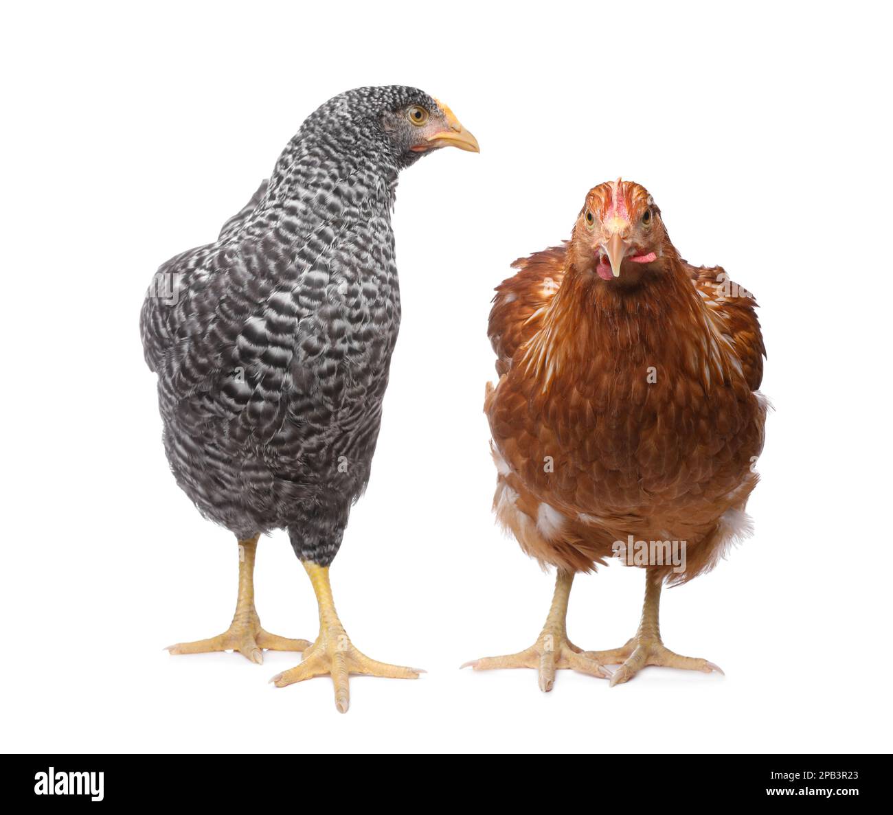Two different beautiful chickens on white background. Domestic animals ...