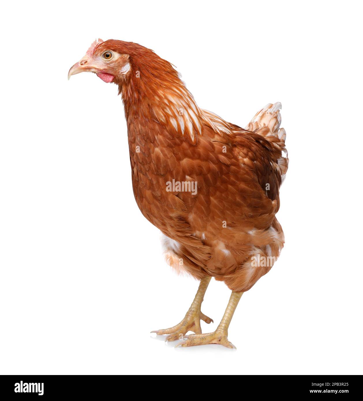 Beautiful chicken on white background. Domestic animal Stock Photo - Alamy