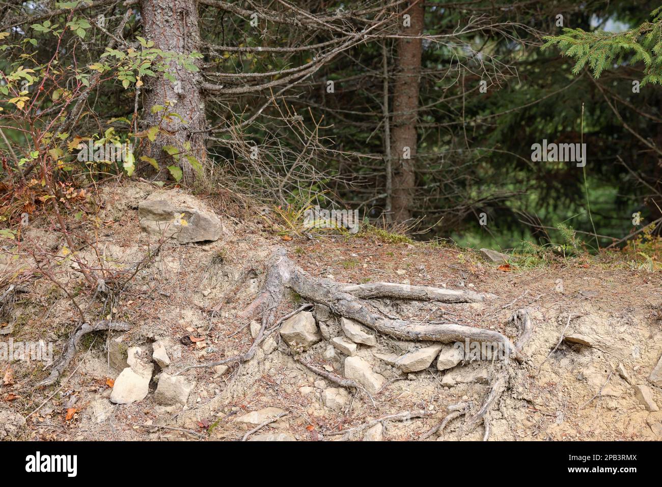 Tree roots visible through soil in forest Stock Photo - Alamy