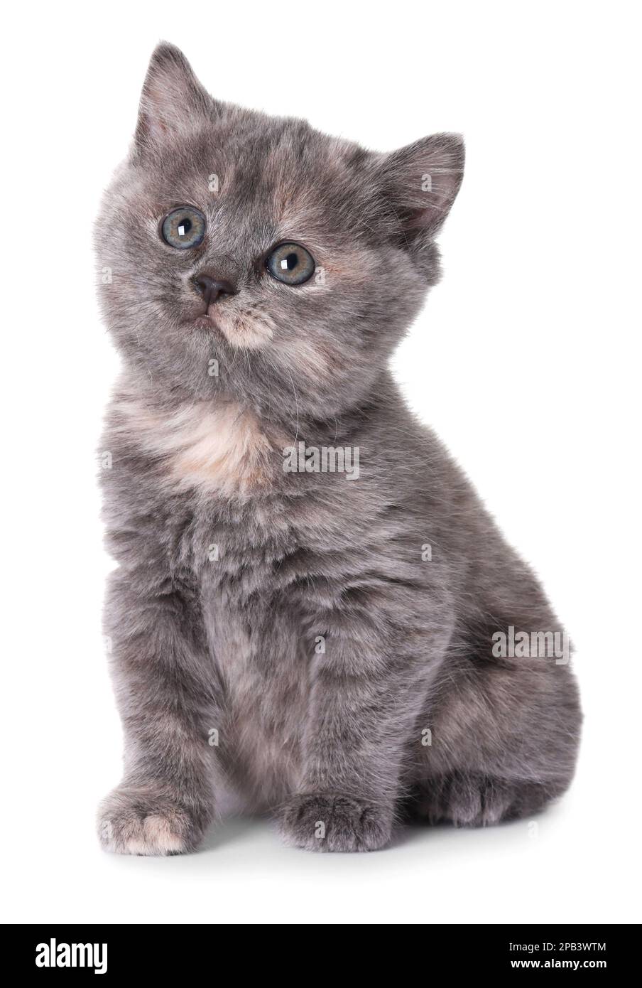 Muzzle cute british kitten Cut Out Stock Images & Pictures - Alamy