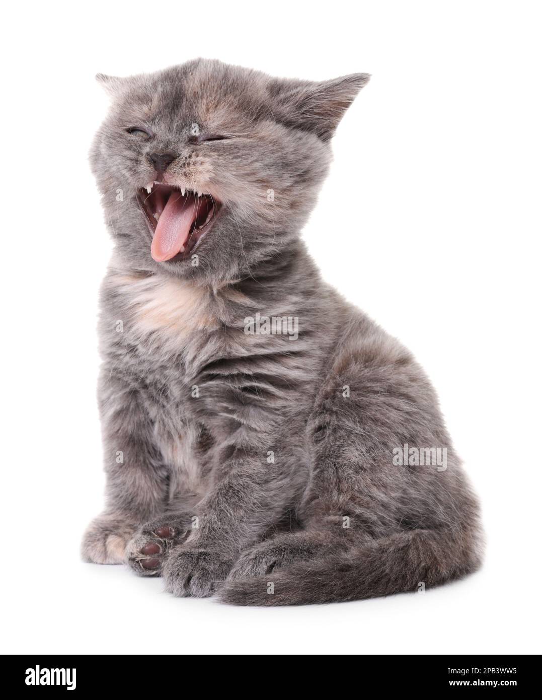 Kitten Yawning And Stretching
