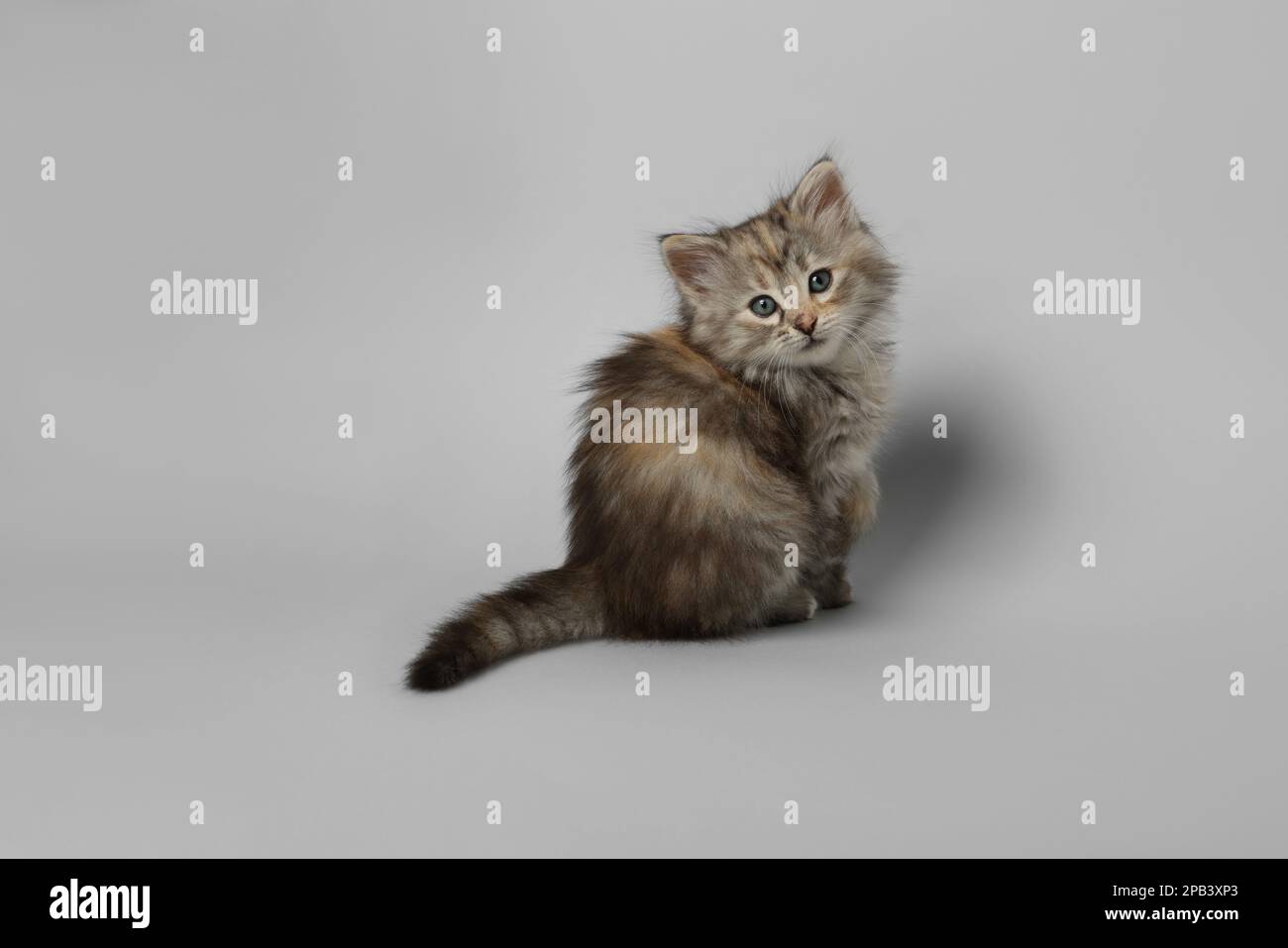 Beautiful kitten on light grey background. Cute pet Stock Photo - Alamy