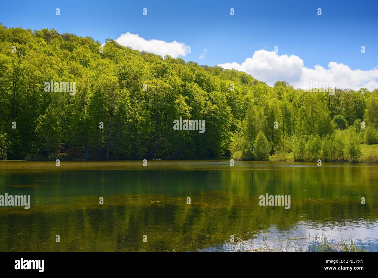 landscape with countryside pond. forest reflecting in the water surface ...