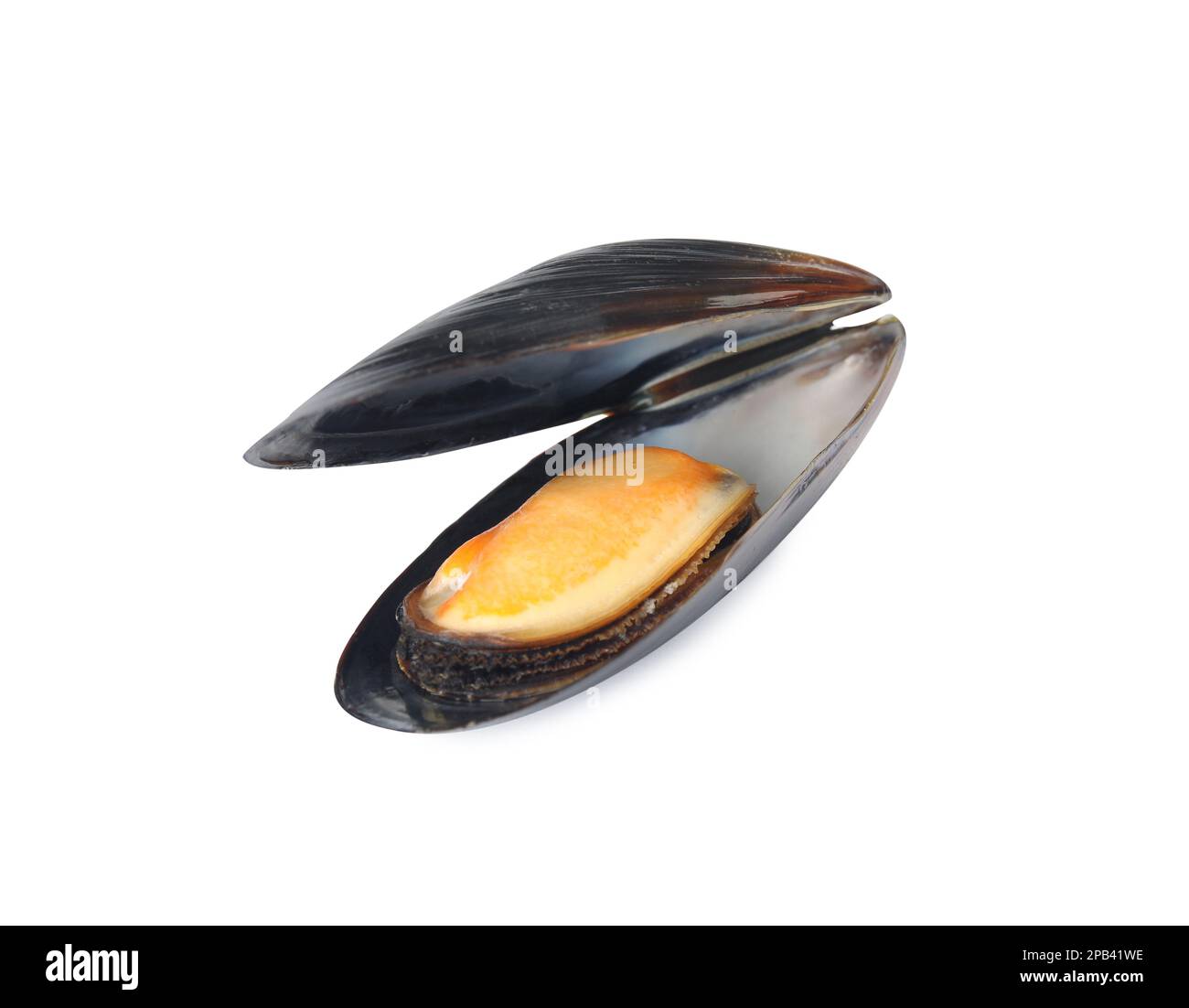 Delicious cooked mussel in shell isolated on white Stock Photo - Alamy