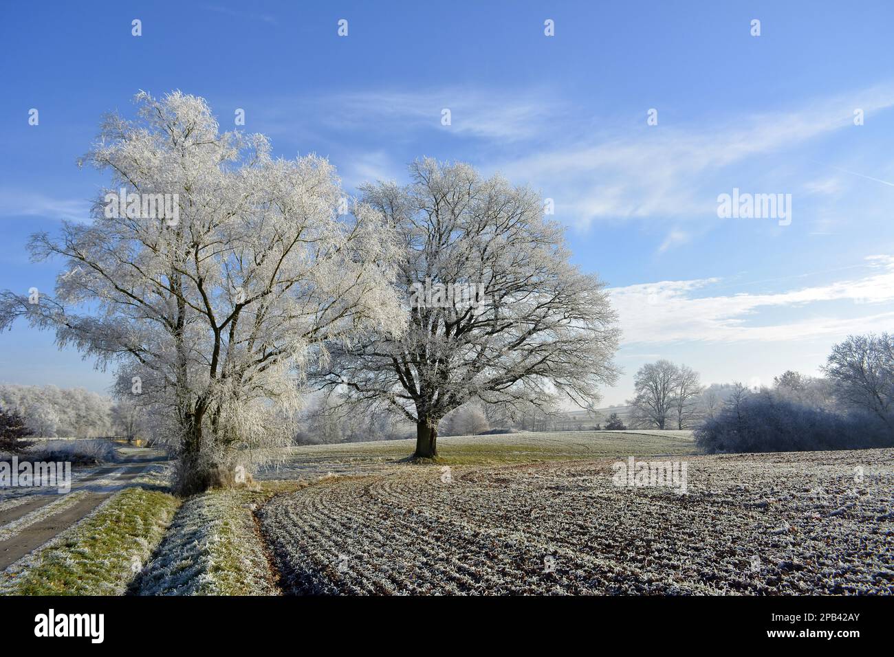 Maulbronn, hoarfrost trees with hoarfrost, oak tree Stock Photo - Alamy